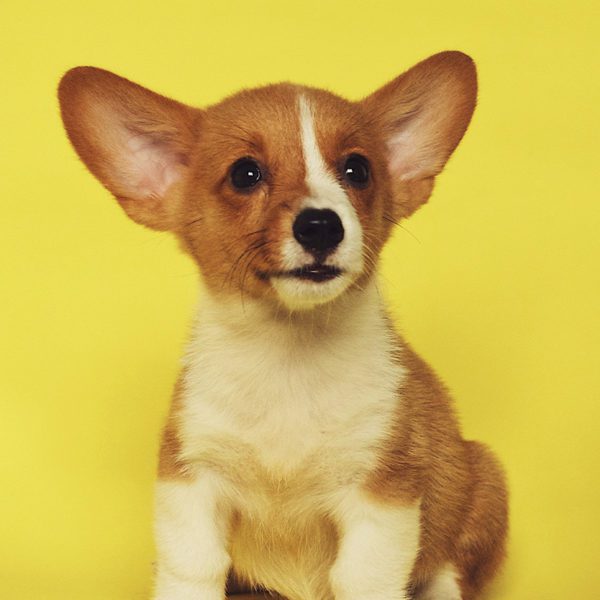 Puppy Preschool CareVets puppy-preschool-carevets